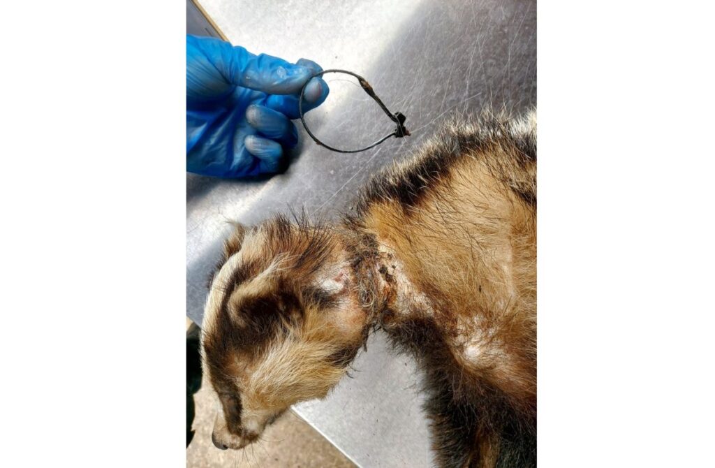 Badger put down after cable ties attached to neck cause severe injury ...