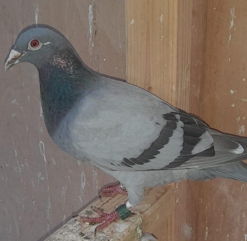 Frustrating season for pigeon fanciers – cumbriacrack.com