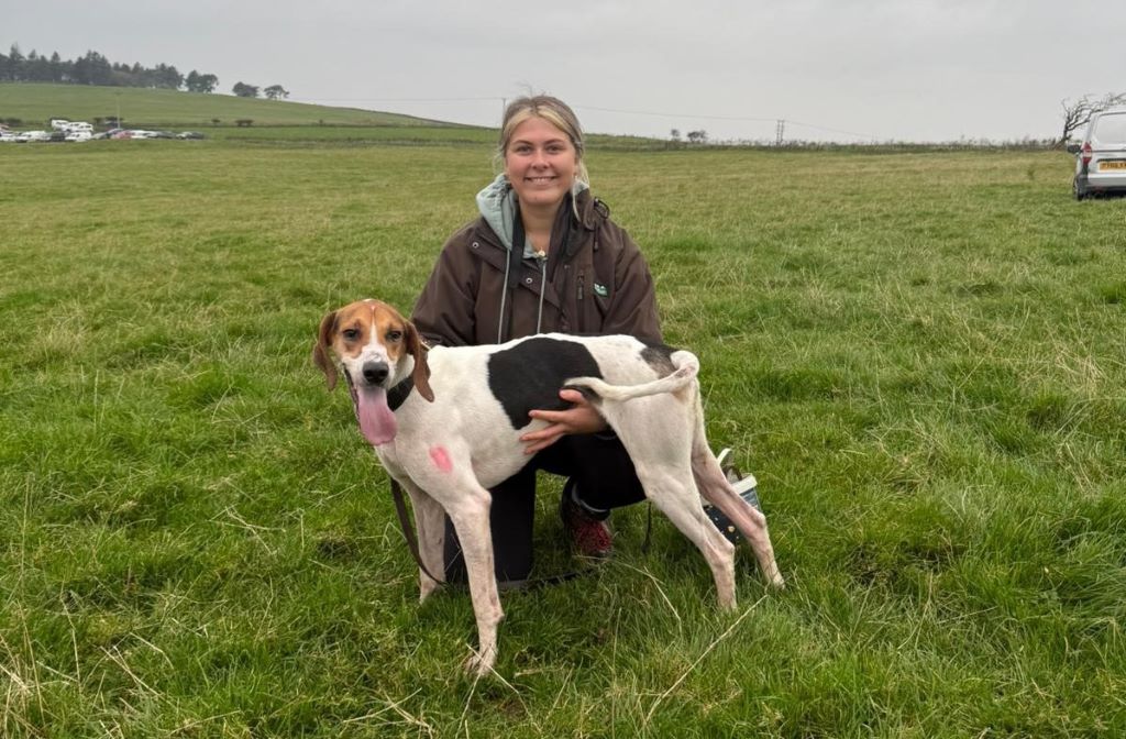 Championships hot up for hounds – cumbriacrack.com