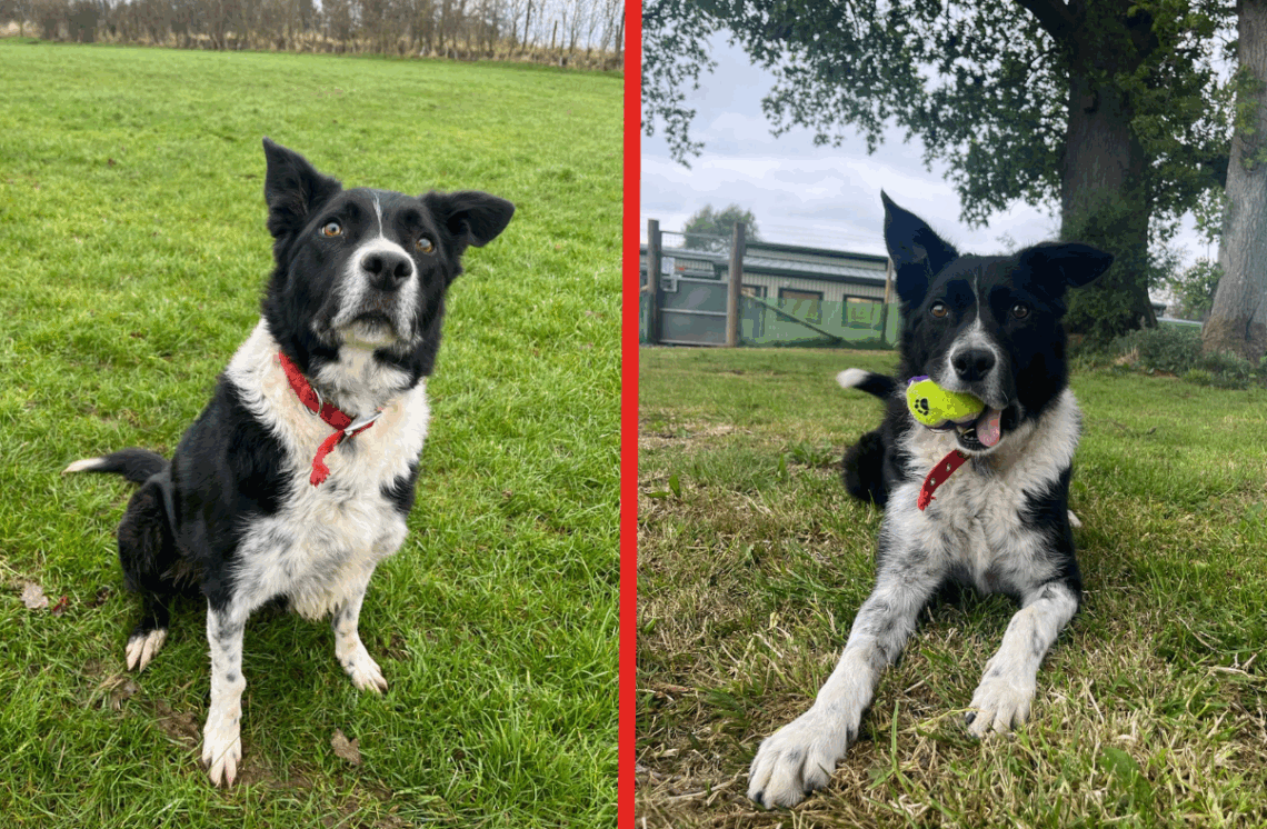 Urgent appeal to help Dodge from Cumbrian animal charity – cumbriacrack.com