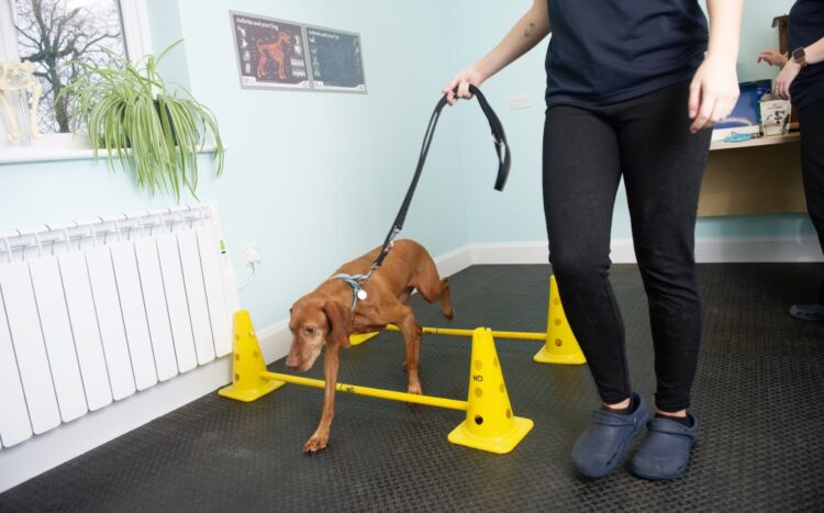 Cumbrian vets open special rehab room to help dogs get back on their ...